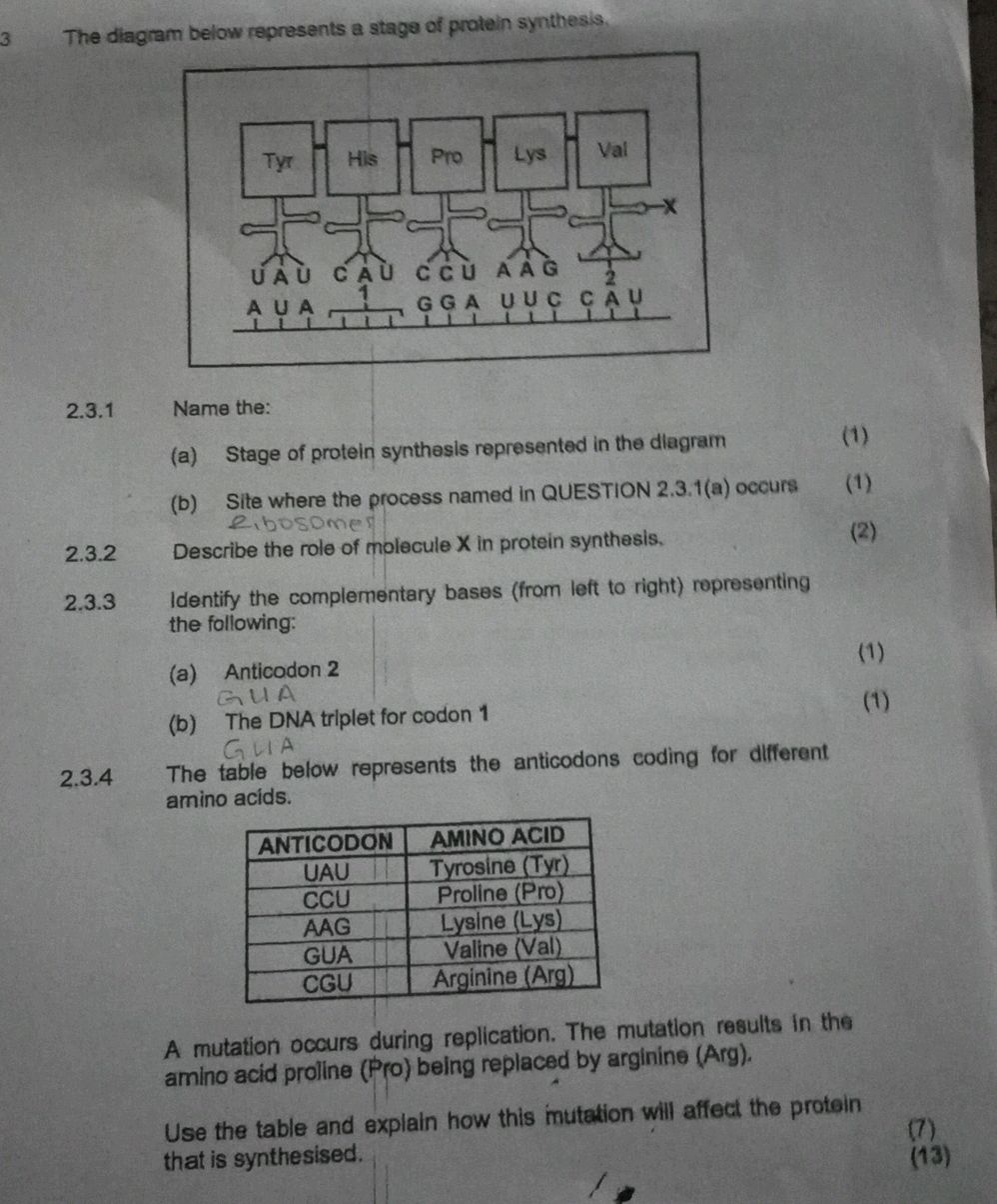 The diagram below represents a stage of | StudyX