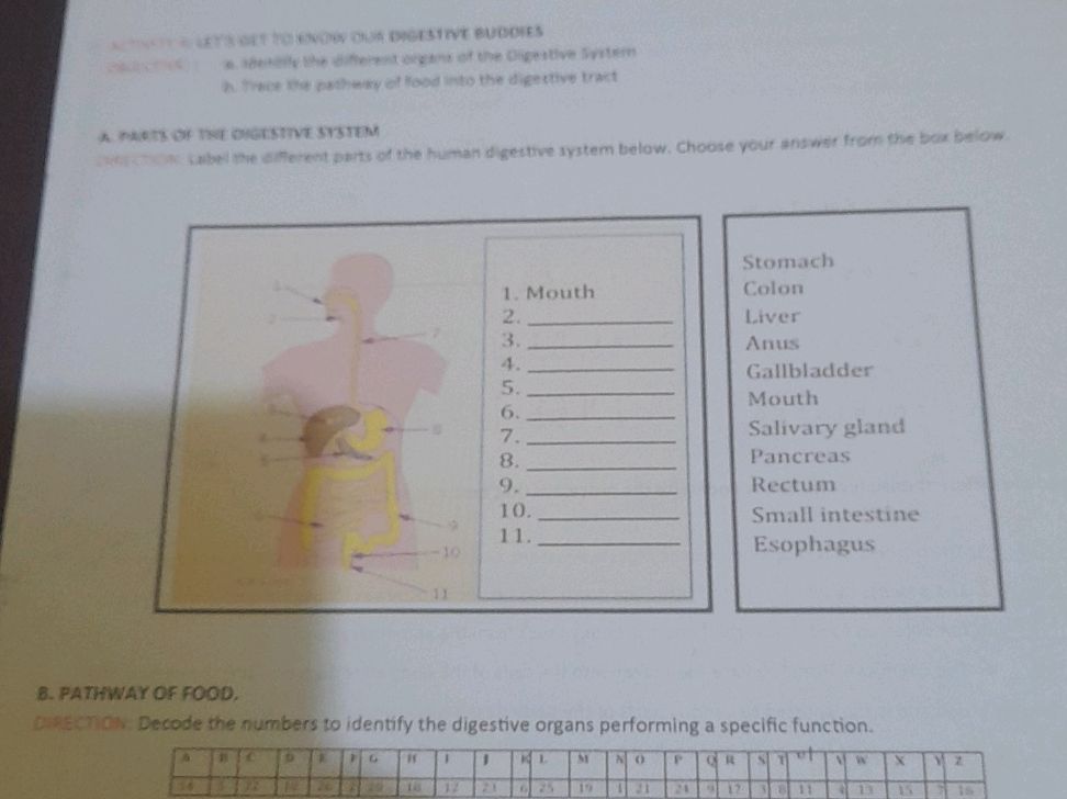 A. PARTS OF THE DIGESTIVE SYSTEM Label the | StudyX