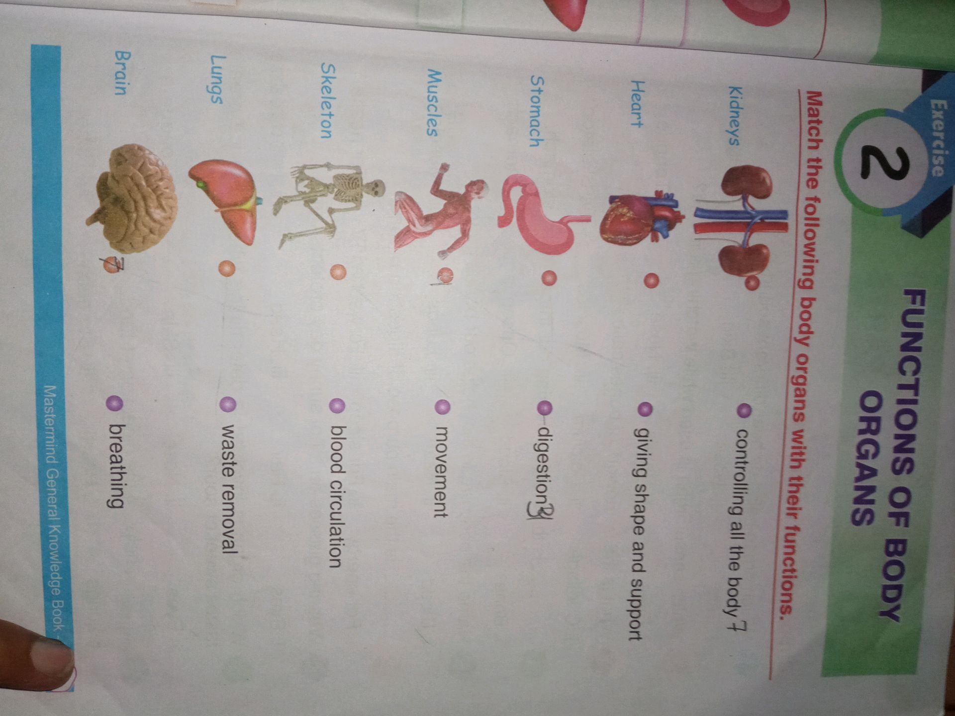 Match the following body organs with their | StudyX