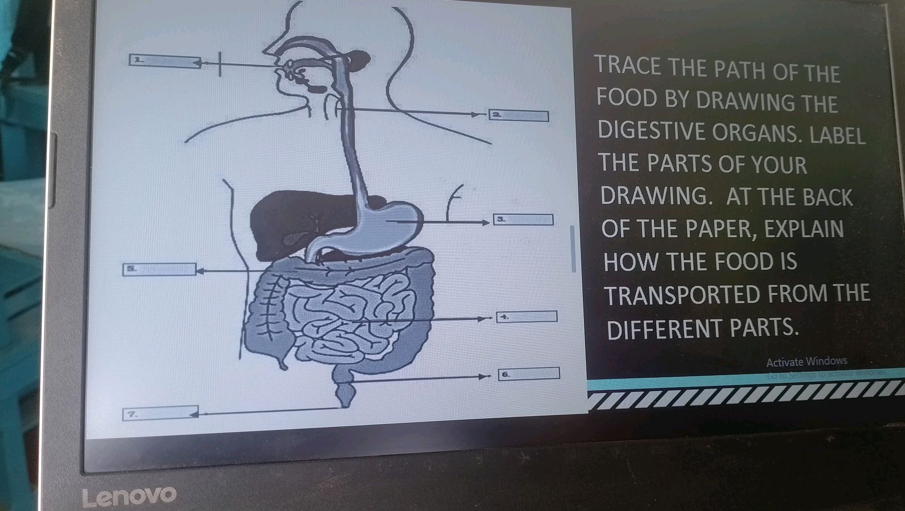 TRACE THE PATH OF THE FOOD BY DRAWING THE | StudyX
