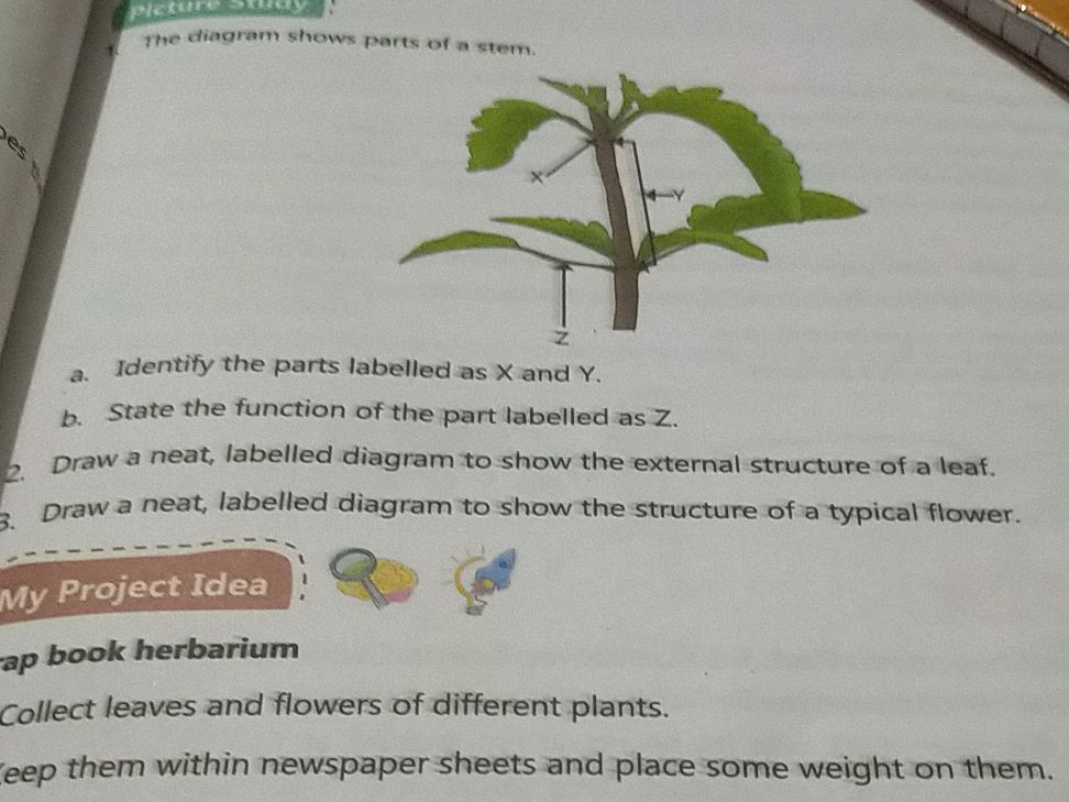1. The diagram shows parts of a stem. a. | StudyX