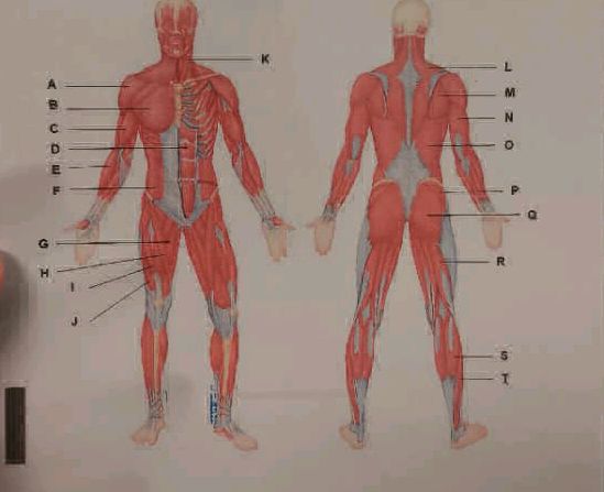 The image shows a diagram of the human | StudyX