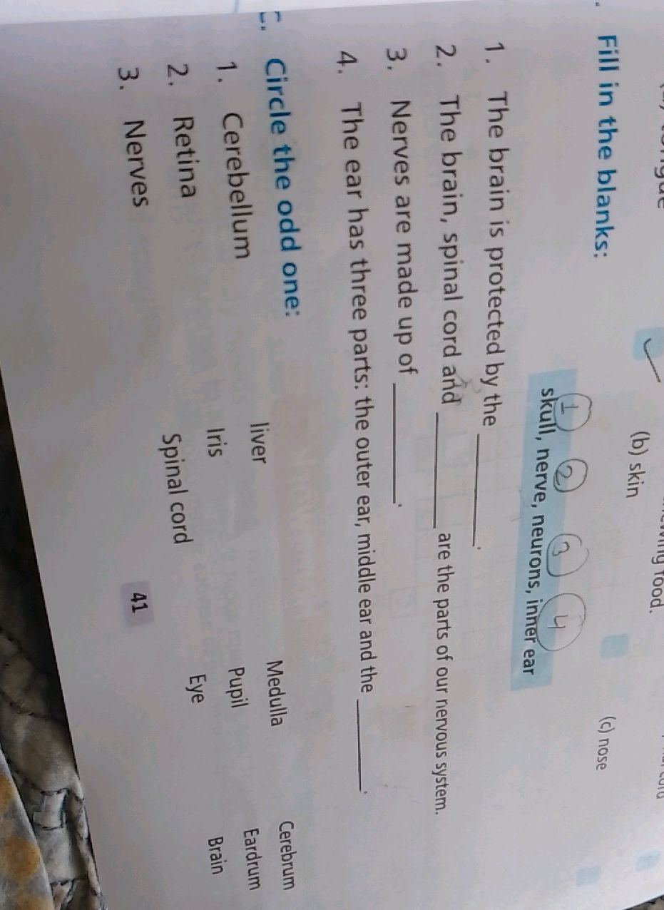 Fill in the blanks: 1. The brain is | StudyX