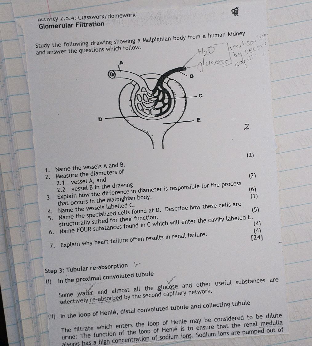 Study the following drawing showing a | StudyX