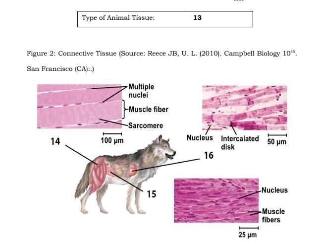 Type of Animal Tissue: 13 Figure 2:
