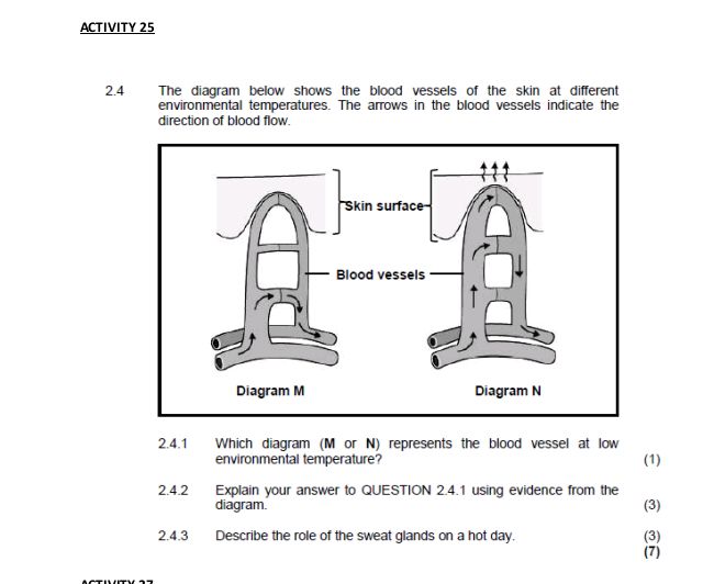 2. 4 The diagram below shows the blood | StudyX