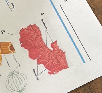 The image shows a diagram of a cell | StudyX