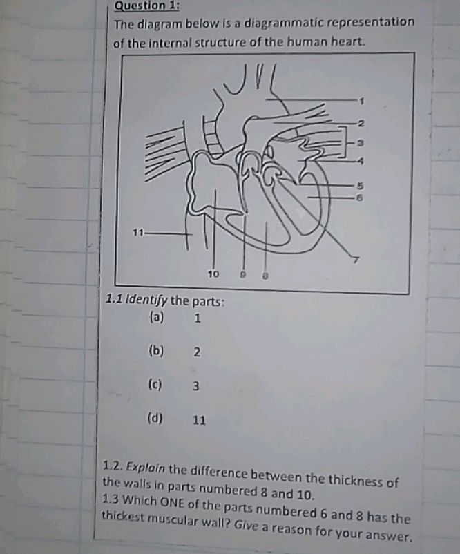 Question 1: The diagram below is a | StudyX