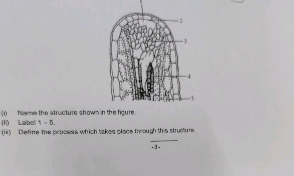 (i) Name the structure shown in the figure. | StudyX