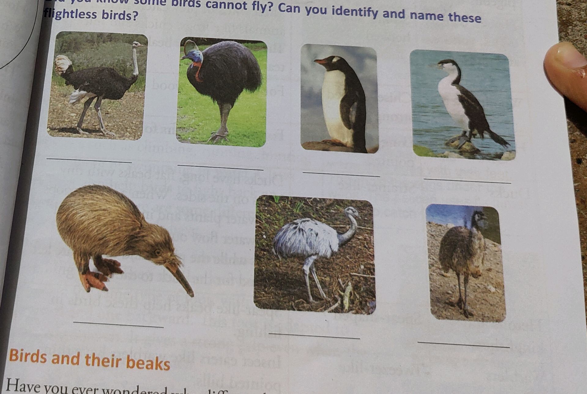 Did you know some birds cannot fly? Can you | StudyX
