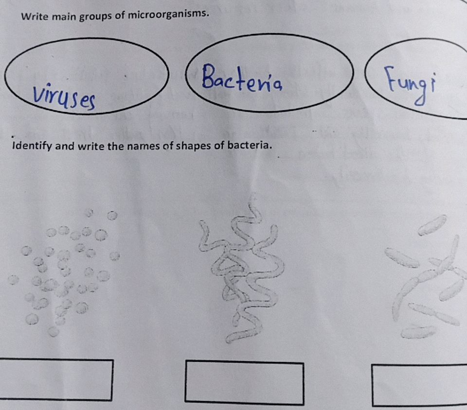 Write main groups of microorganisms. | StudyX