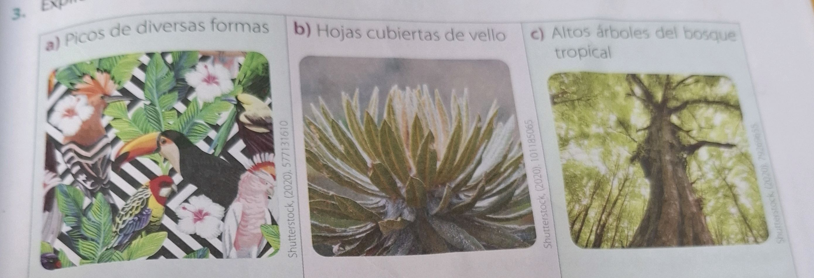 a) Picos de diversas formas b) Hojas