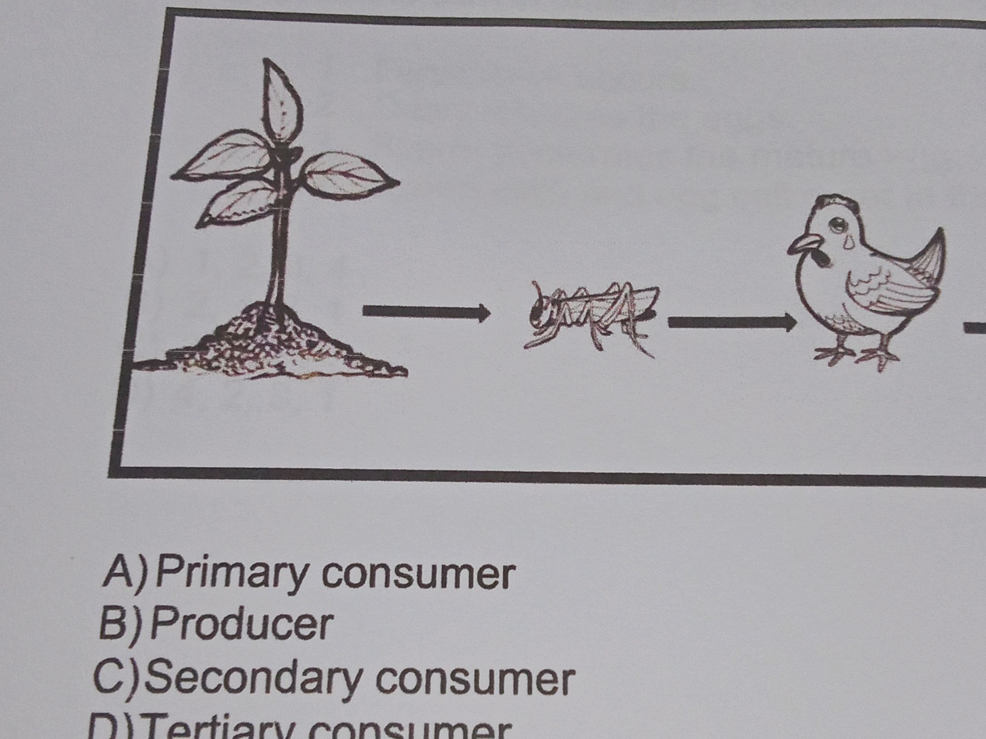 A) Primary consumer B) Producer C) Secondary | StudyX