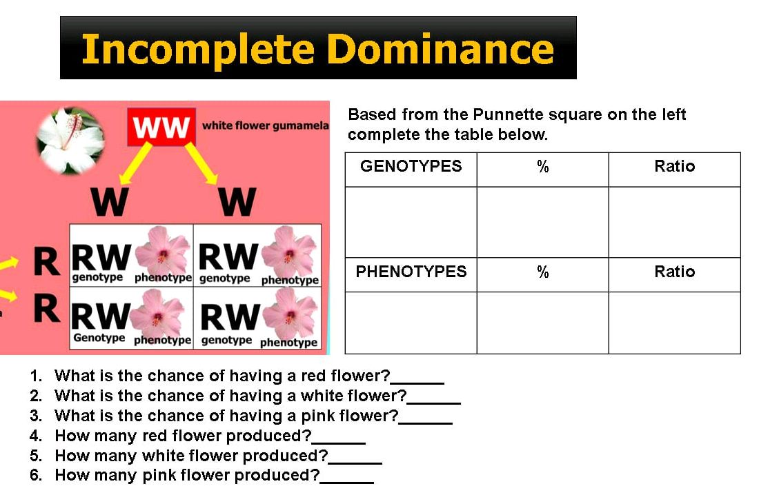 Based from the Punnette square on the left