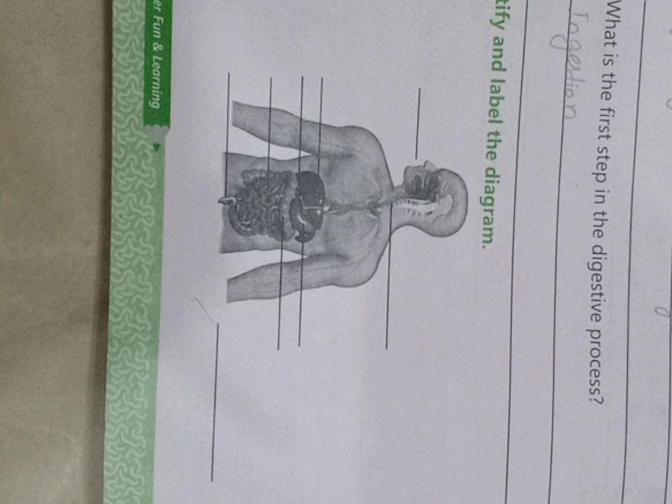 What is the first step in the digestive | StudyX