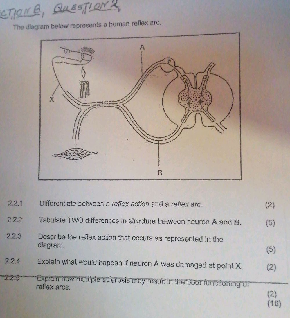 The diagram below represents a human reflex | StudyX