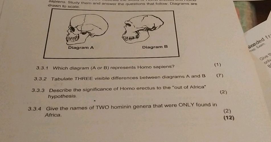 3.3.1 Which diagram (A or B) represents Homo | StudyX