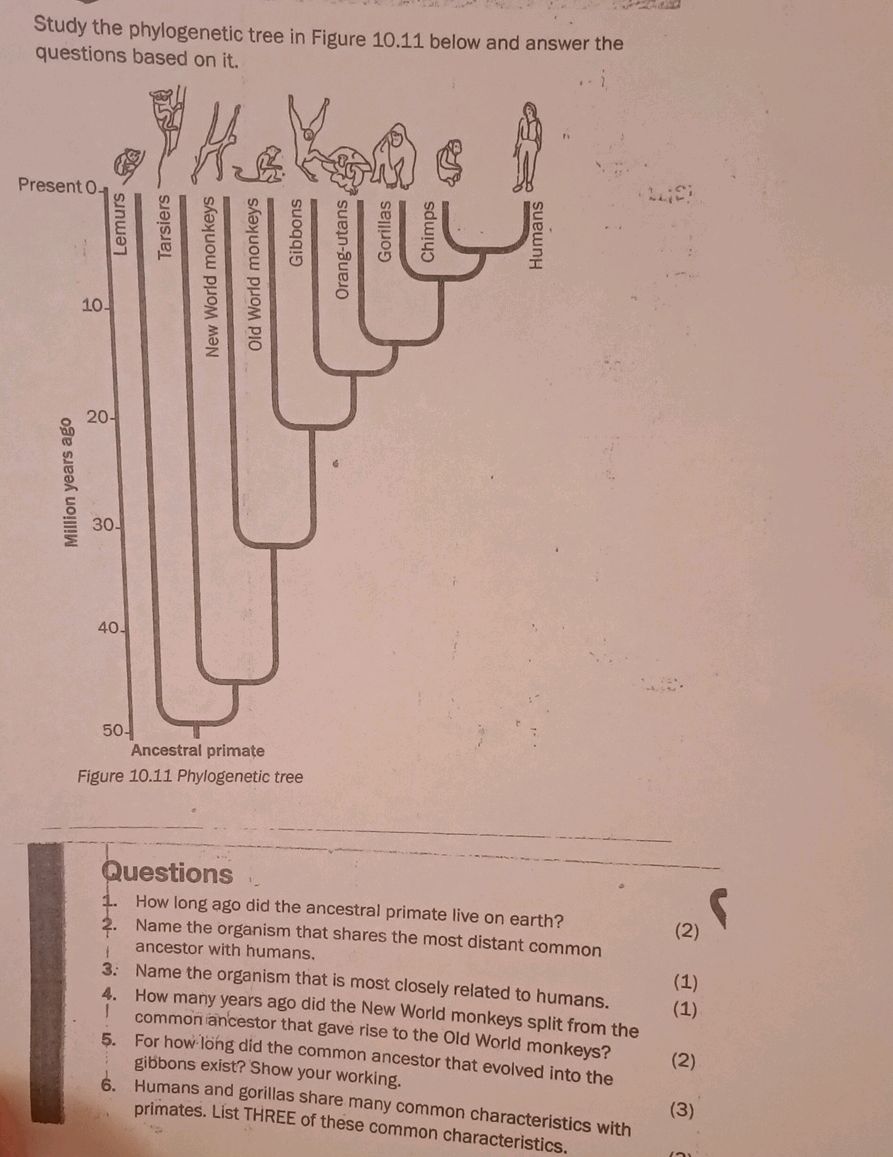 Study the phylogenetic tree in Figure 10.11 | StudyX