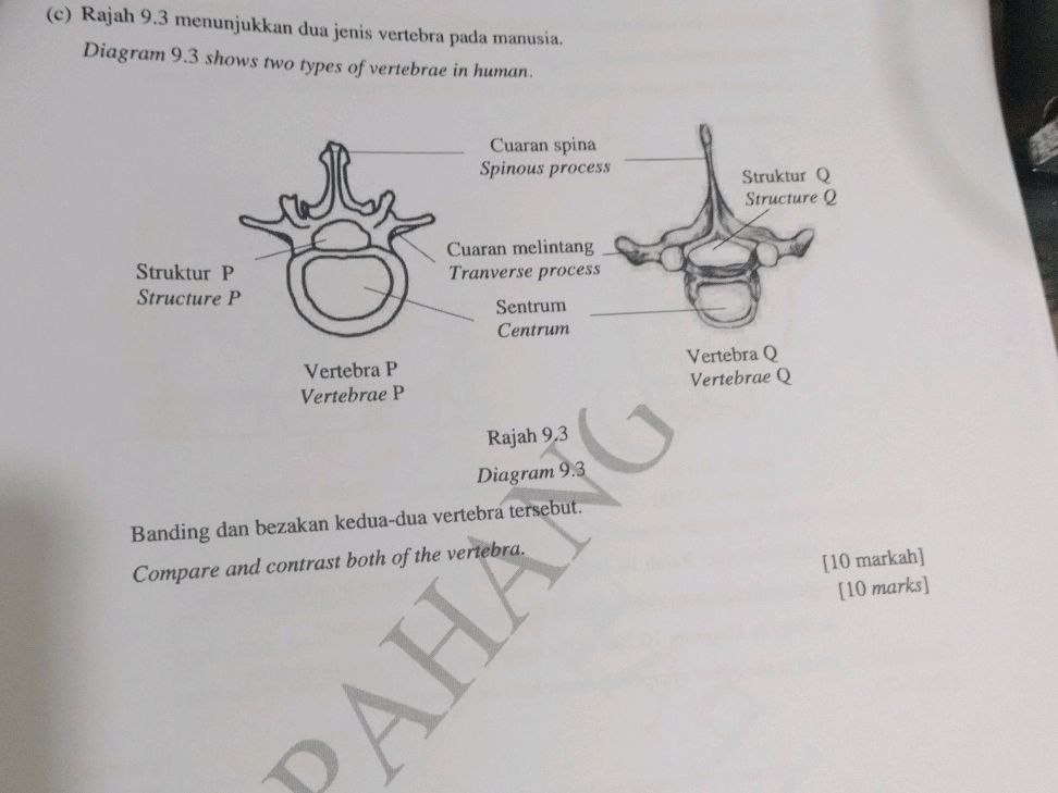 (c) Rajah 9.3 menunjukkan dua jenis vertebra | StudyX