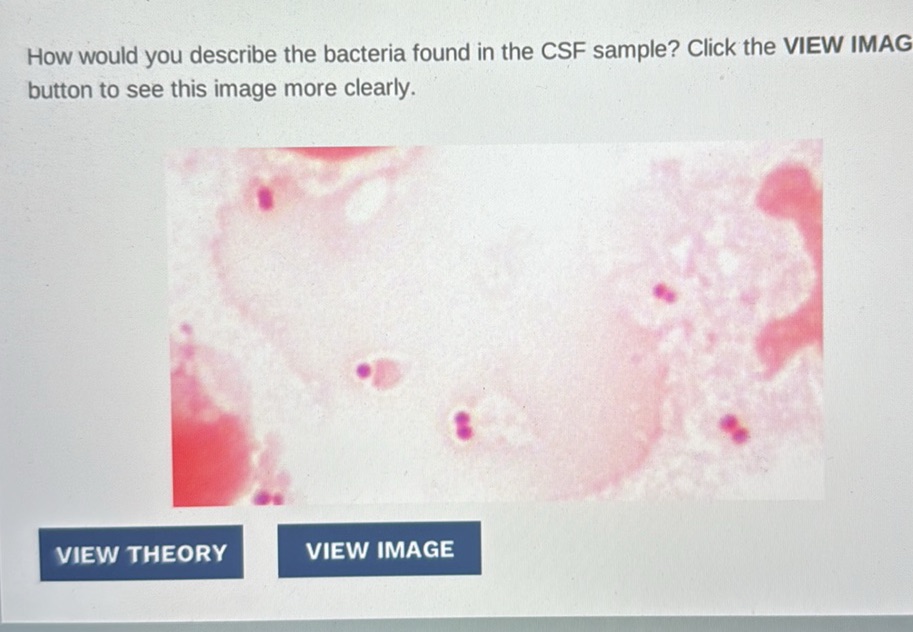 How would you describe the bacteria found in