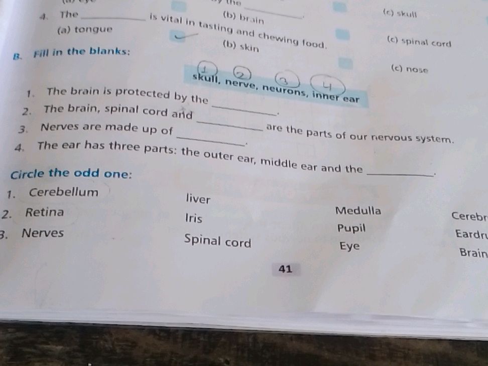 B. Fill in the blanks: 1. The brain is | StudyX