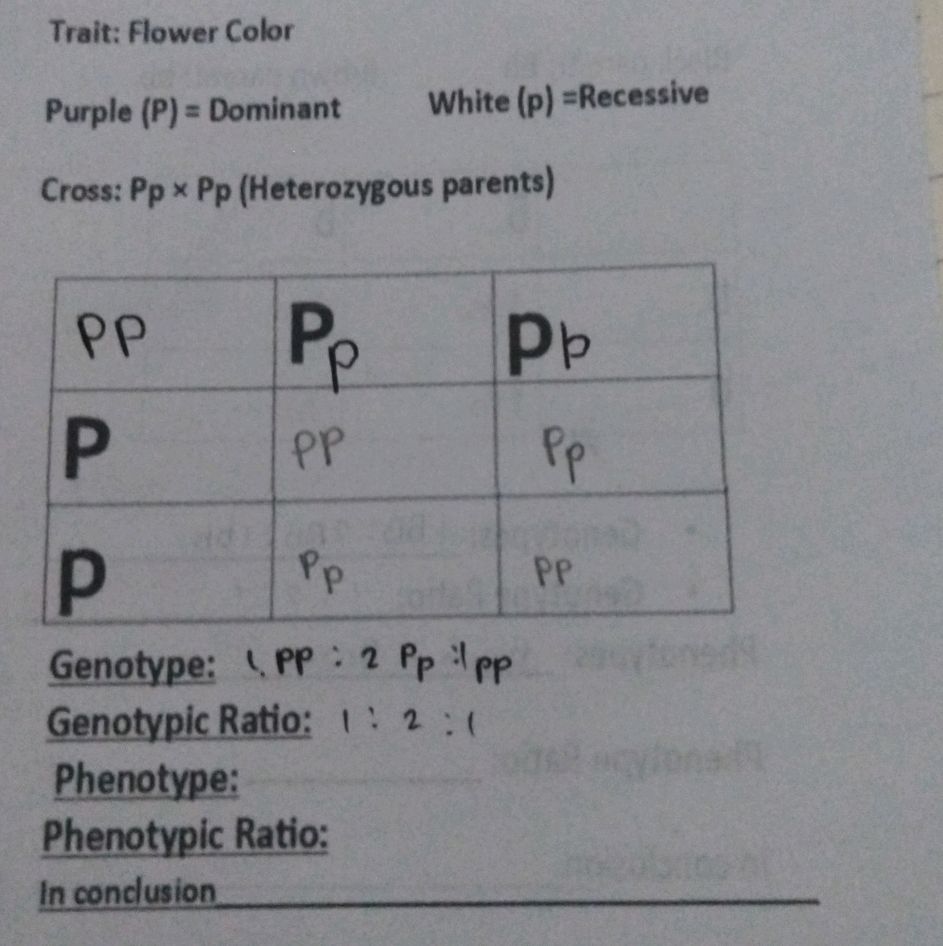 Trait: Flower Color Purple (P) = Dominant