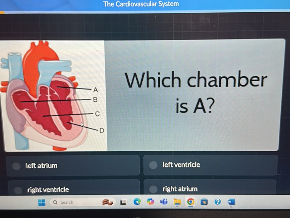 Which chamber is A? left atrium left