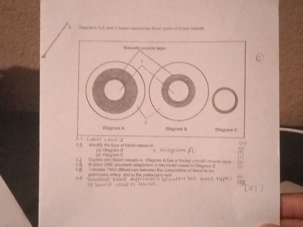 3. Diagrams A, B and C below represent | StudyX
