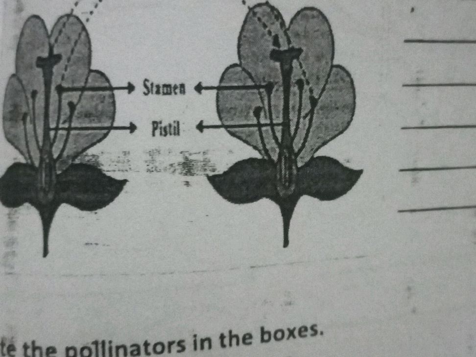 Identify the parts of the flower labeled in | StudyX