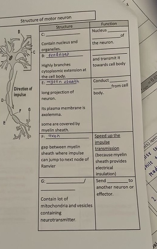 Structure of motor neuron | Structure | | StudyX