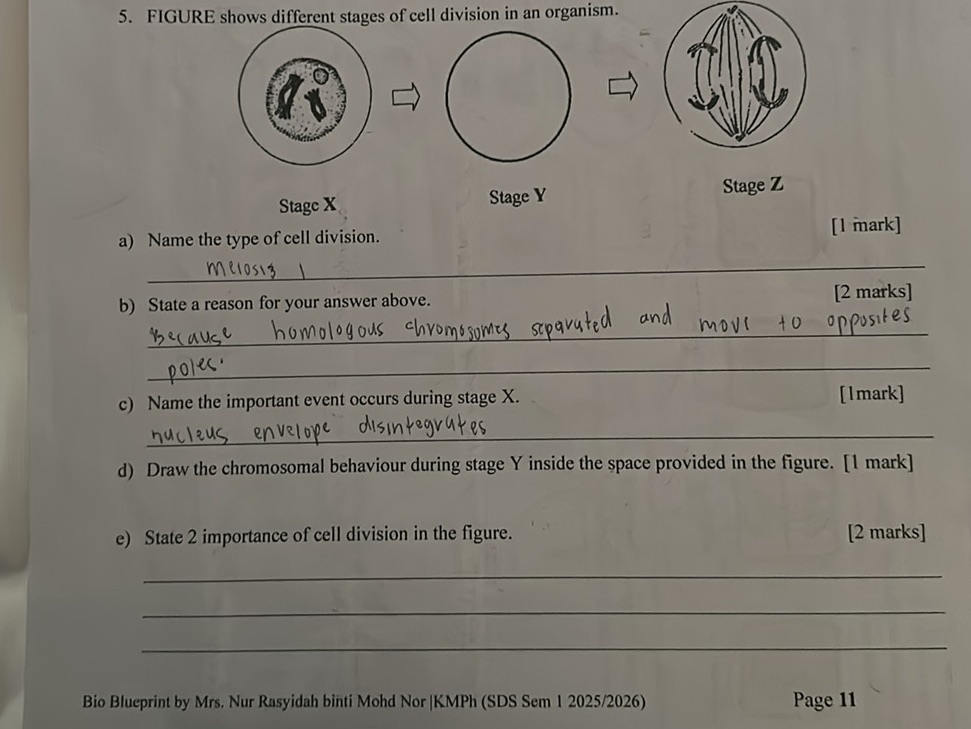 FIGURE shows different stages of cell