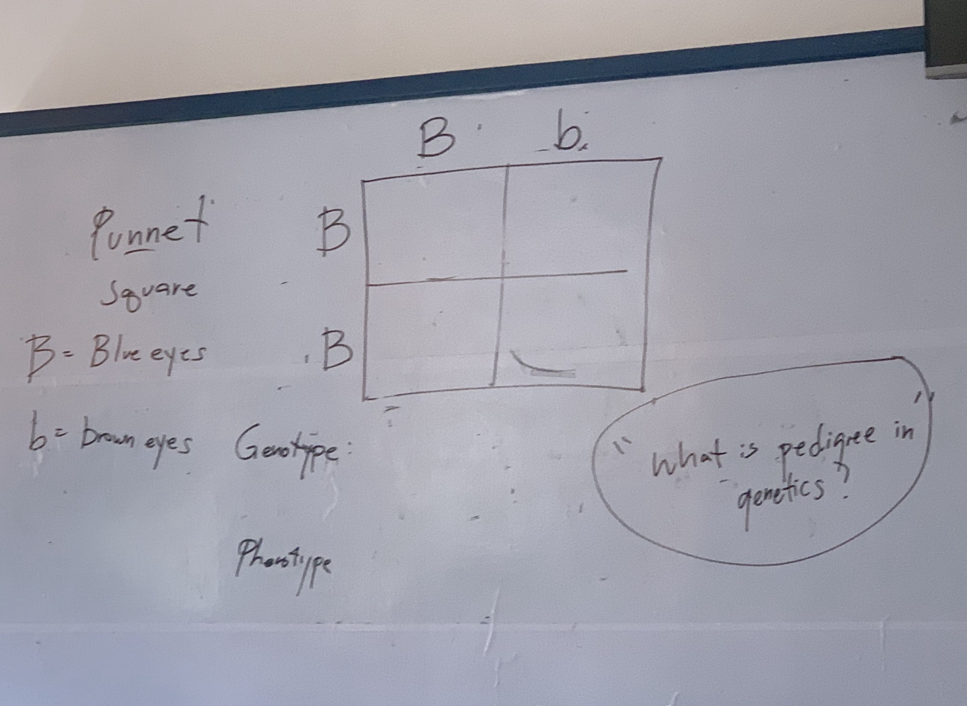 Punnet Square B = Blue eyes b = brown eyes | StudyX
