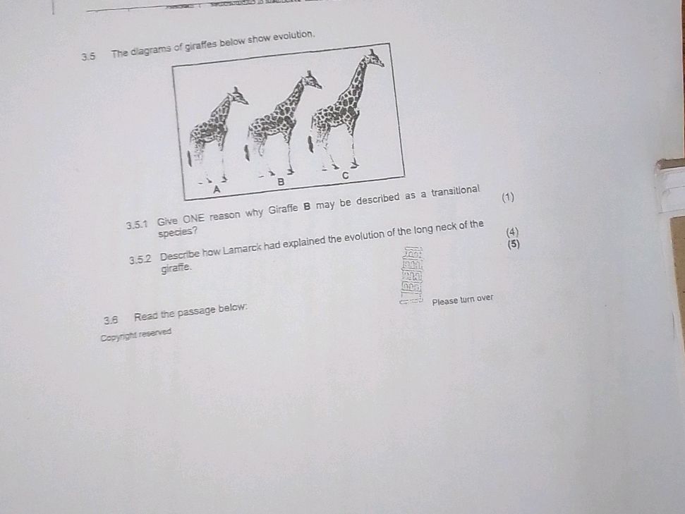 3.5 The diagrams of giraffes below show | StudyX