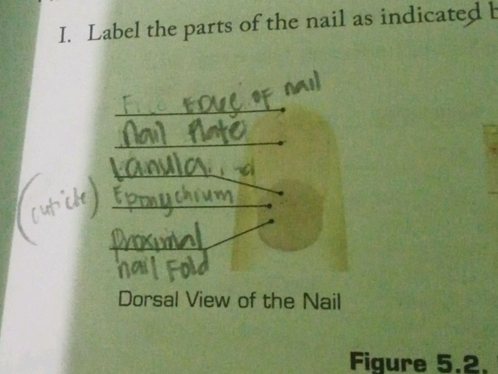 I. Label the parts of the nail as indicated | StudyX