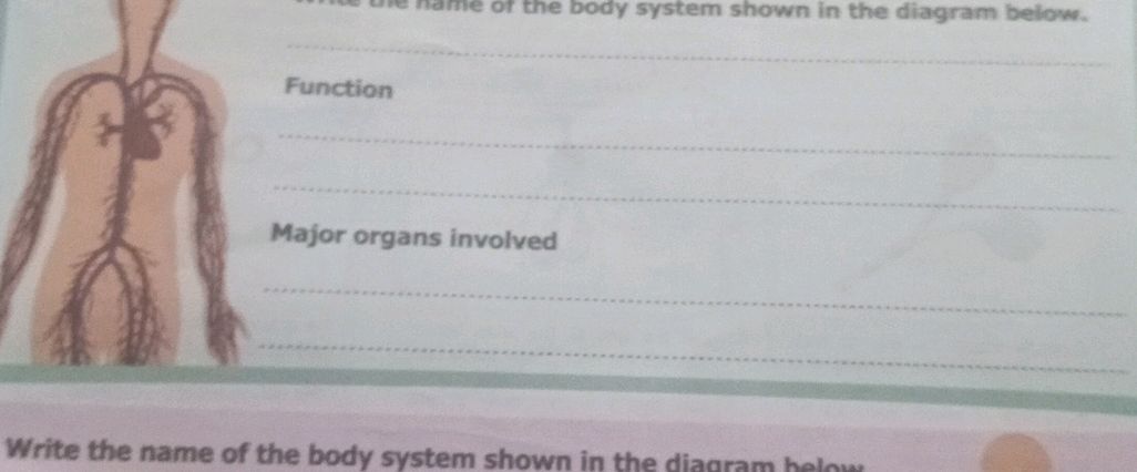Write the name of the body system shown in | StudyX