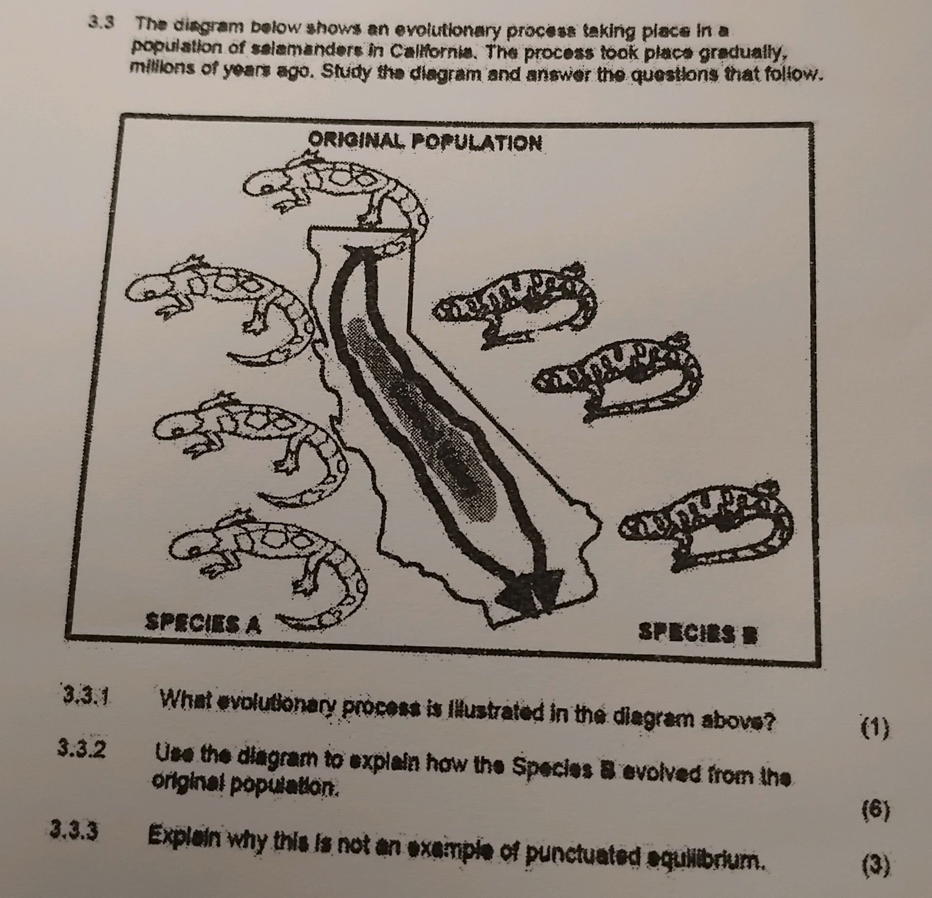3.3 The diagram below shows an evolutionary | StudyX