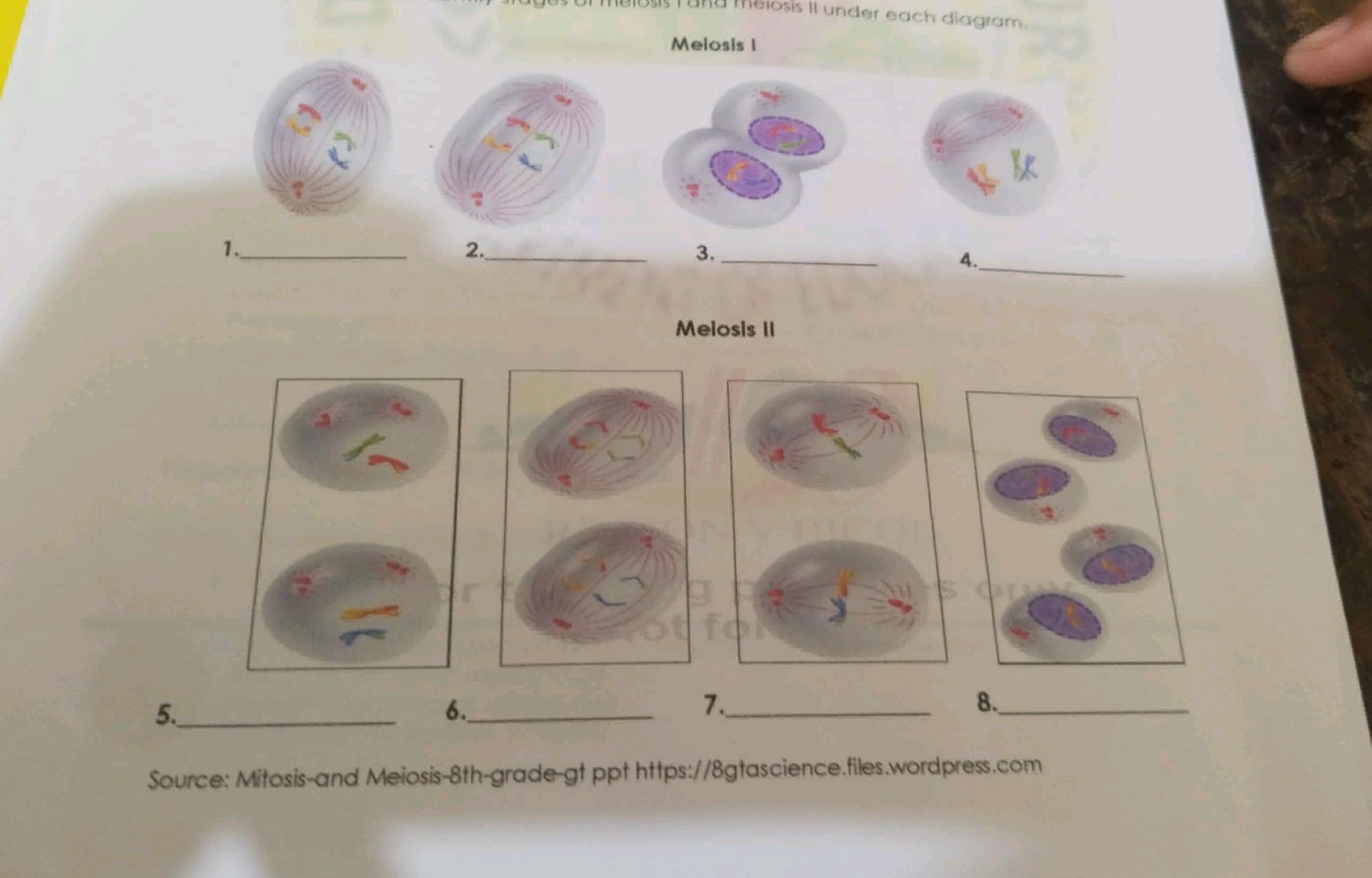 Identify stages of meiosis I and meiosis II | StudyX