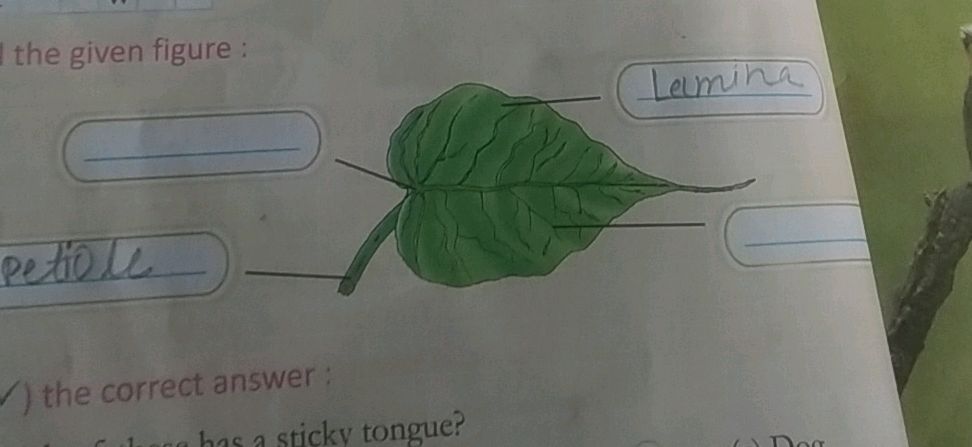 Fill the given figure: Lamina Petiole ) | StudyX