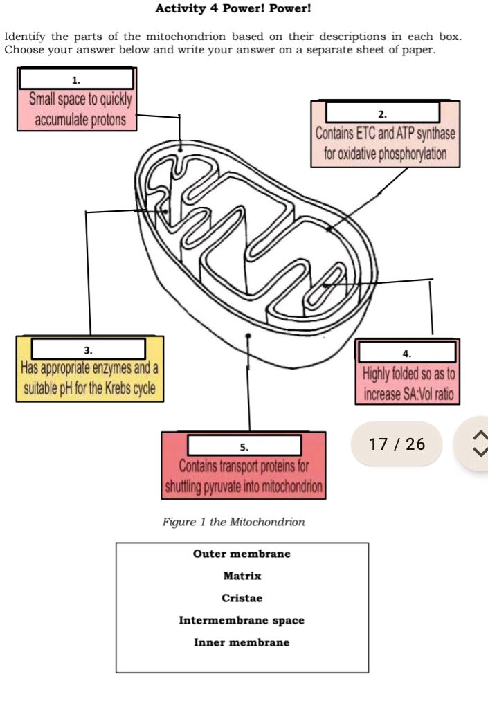 Identify the parts of the mitochondrion | StudyX