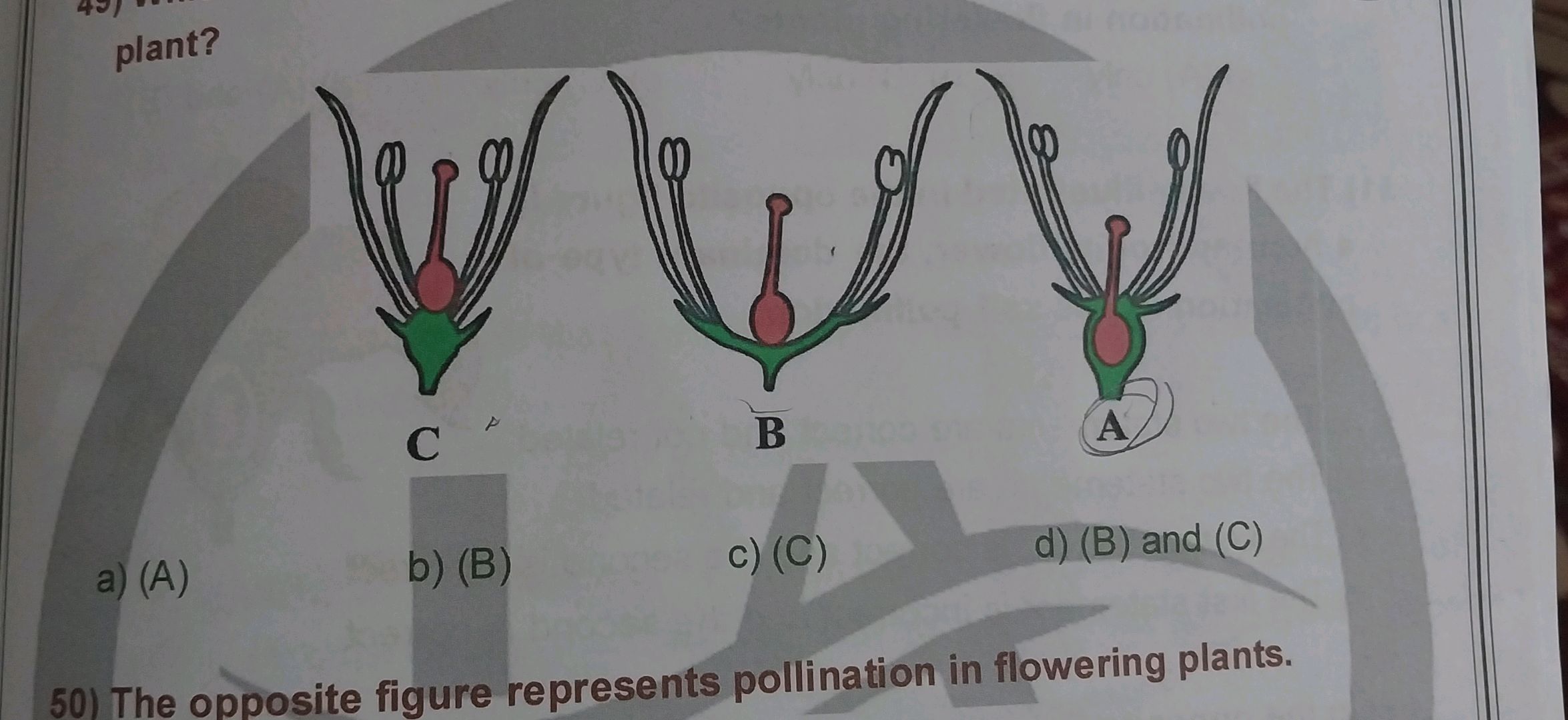 Pollination in Flowering Plants Question | StudyX