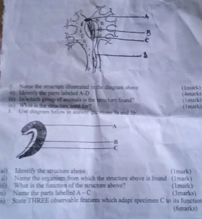 1) Name the structure illustrated in the | StudyX