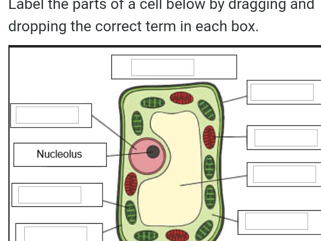 Label the parts of a cell below by dragging