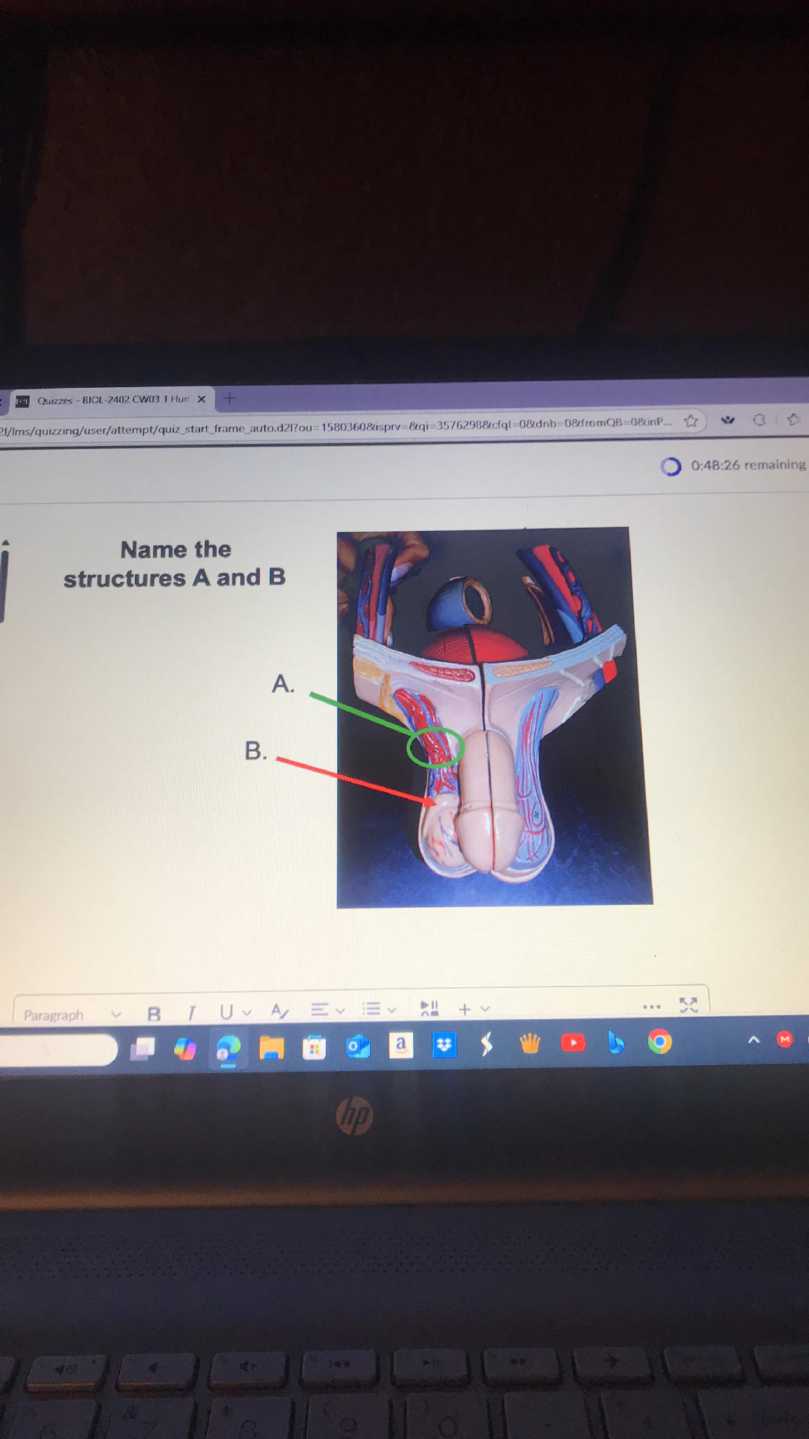 Identify male reproductive structures A and | StudyX