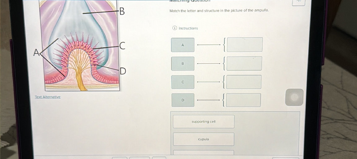 Match the letter and structure in the | StudyX