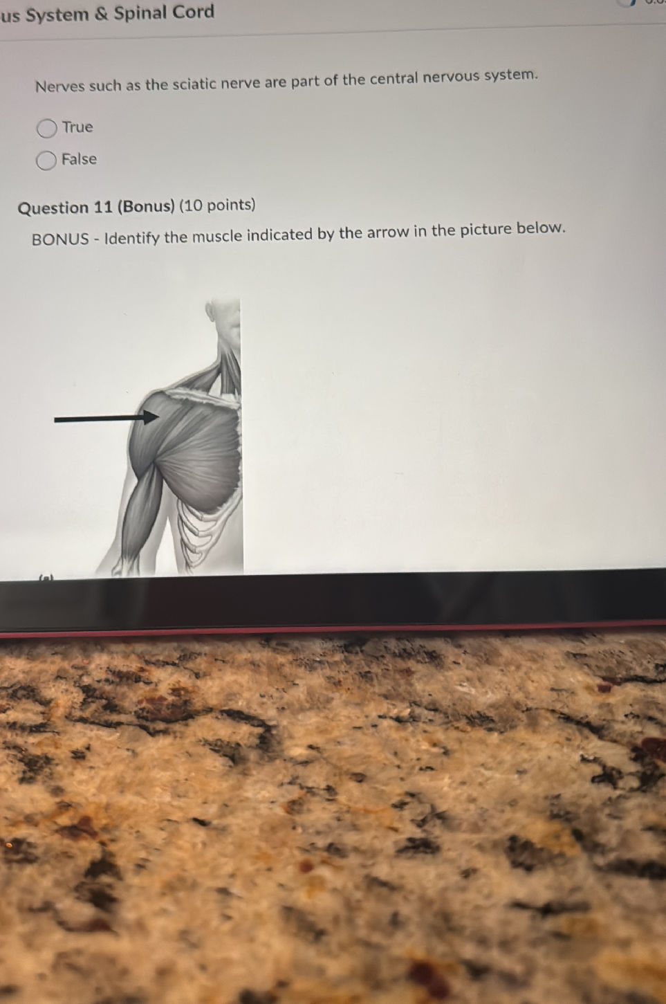 Question 11 (Bonus) (10 points) BONUS - | StudyX