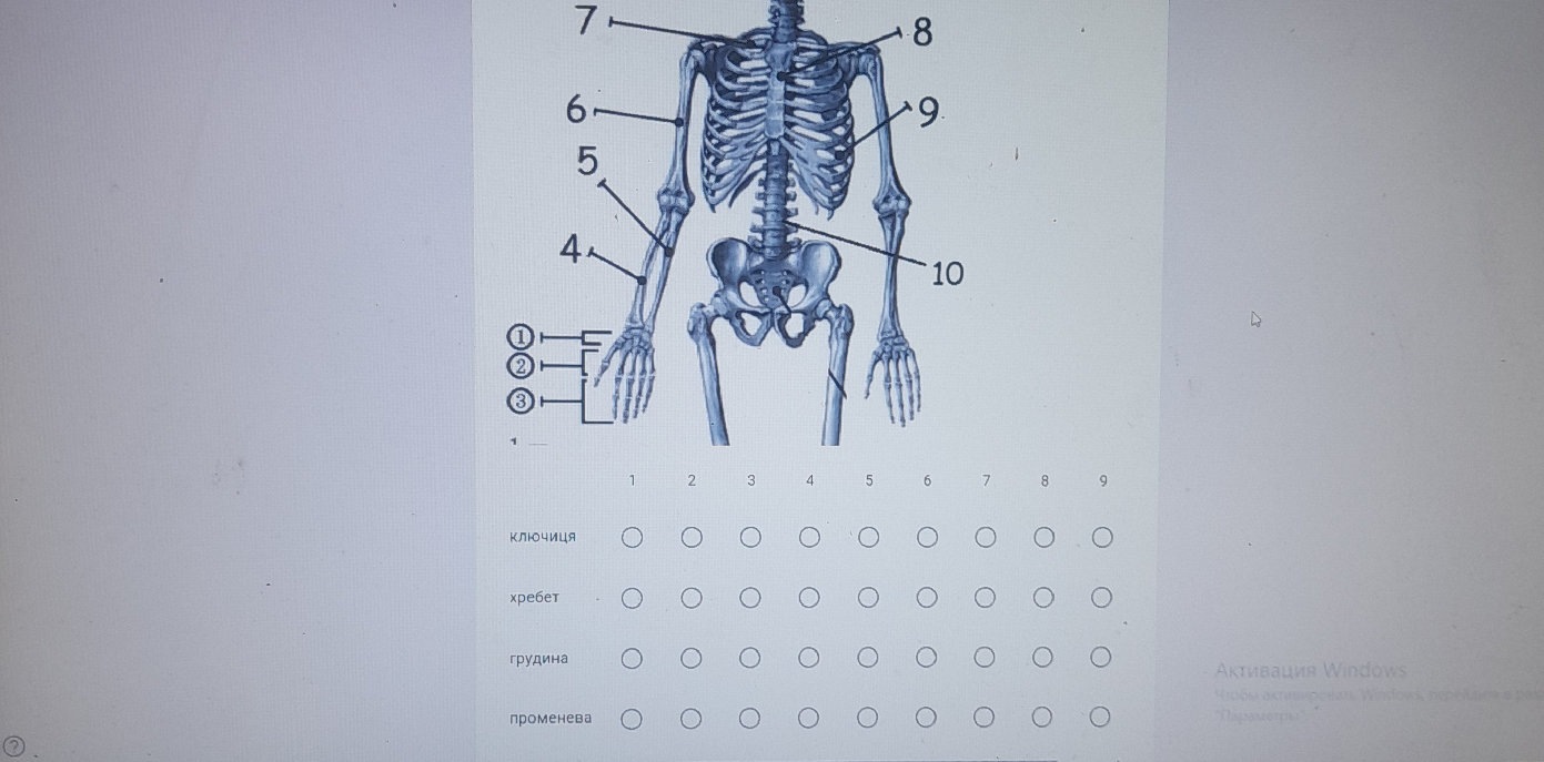 Here is the image of a skeleton, match the | StudyX