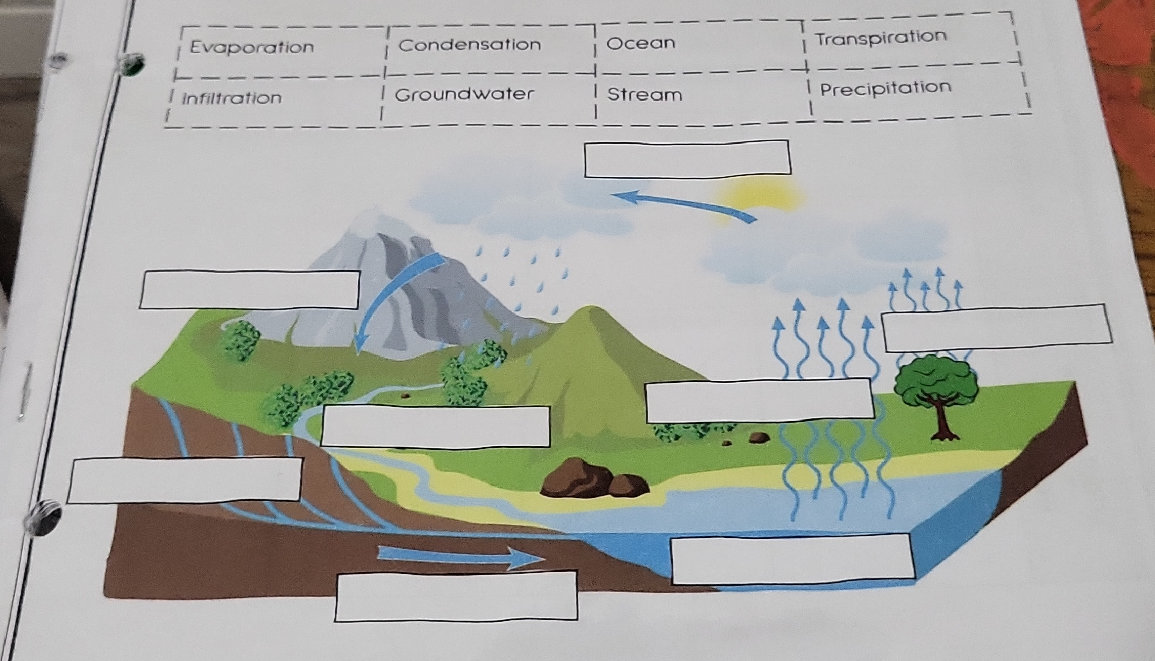 Label the diagram of the water cycle using | StudyX
