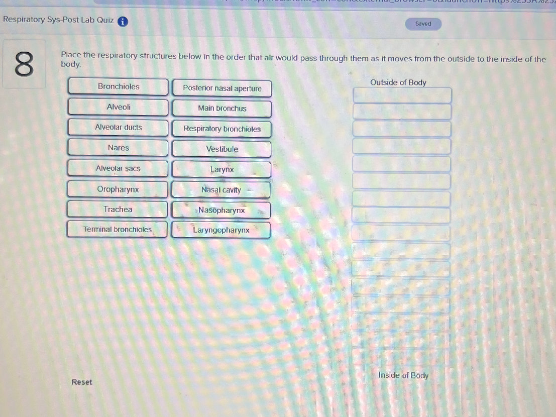 Place the respiratory structures below in | StudyX