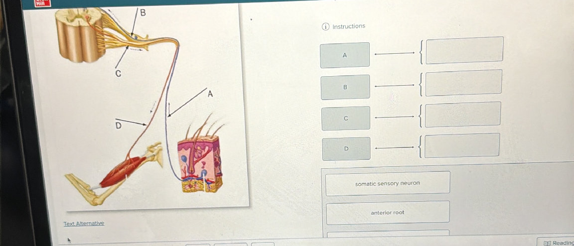 Identify the parts of the reflex arc shown | StudyX