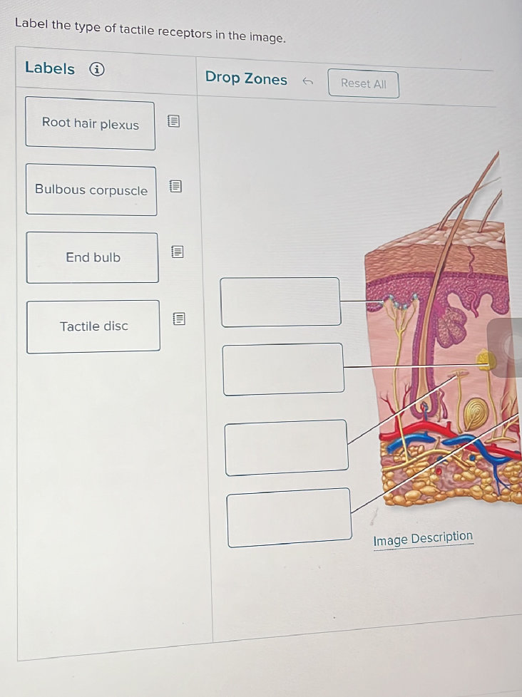 Label the type of tactile receptors in the | StudyX